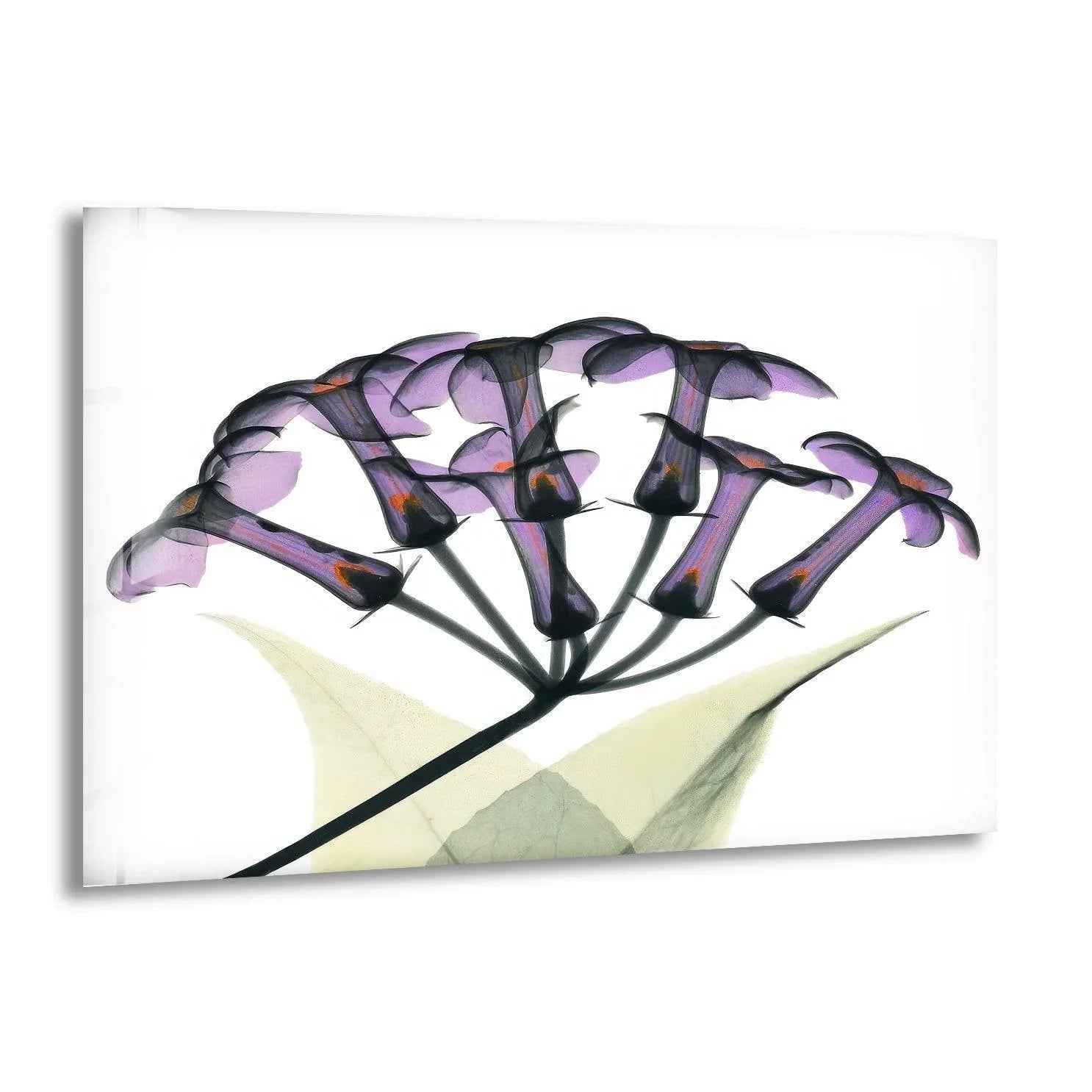 Albert Koetsier X-Ray Stephanotus Glass Art – Floral Radiance ...