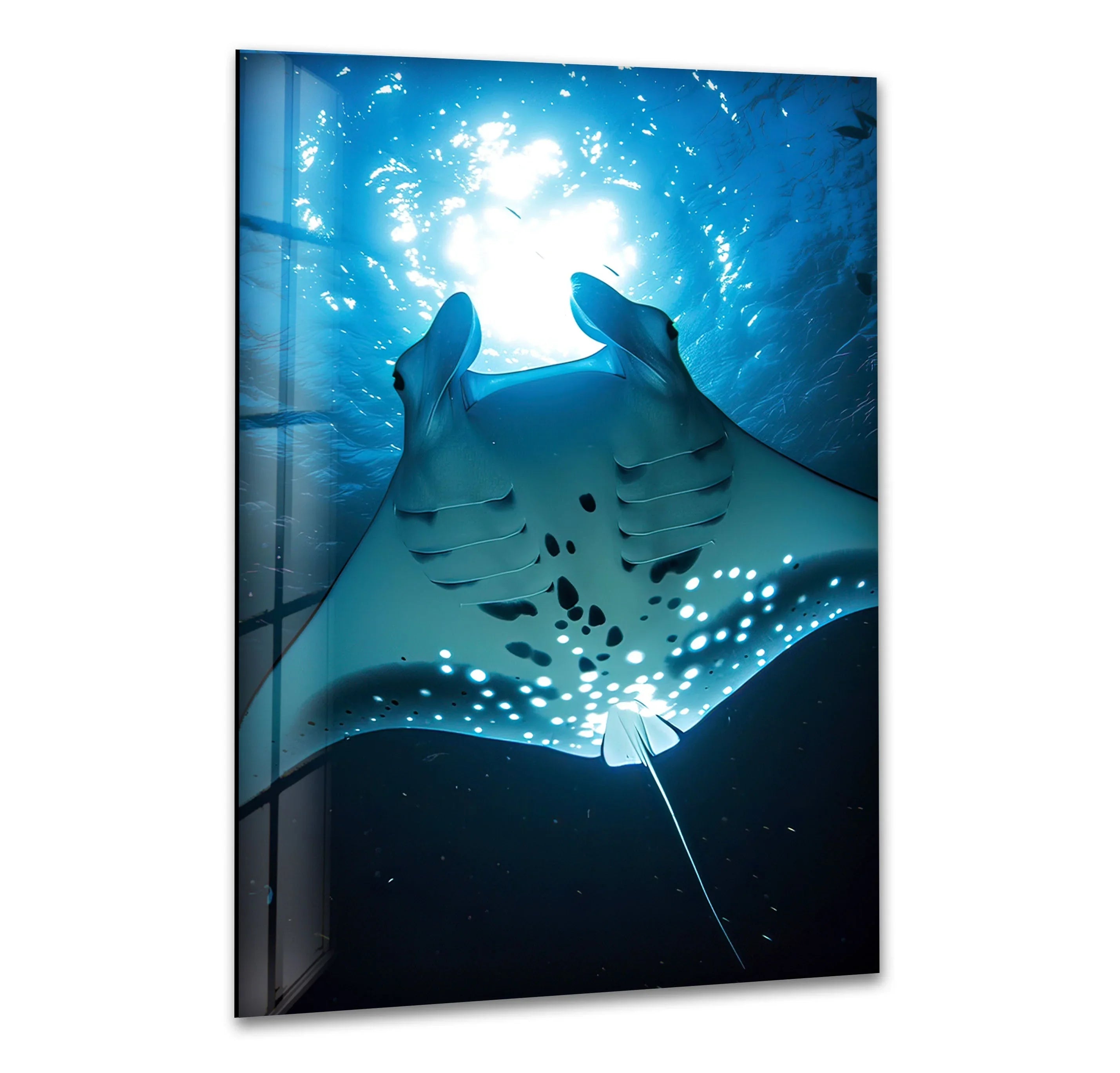 Manta Ray Glass Wall Art-Glass Prints From Photos – MyPhotoStation